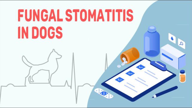 Fungal Stomatitis In Dogs - Causes & Treatments - Petmoo