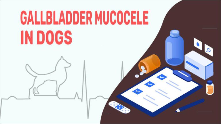 Gallbladder Mucocele In Dogs - Petmoo