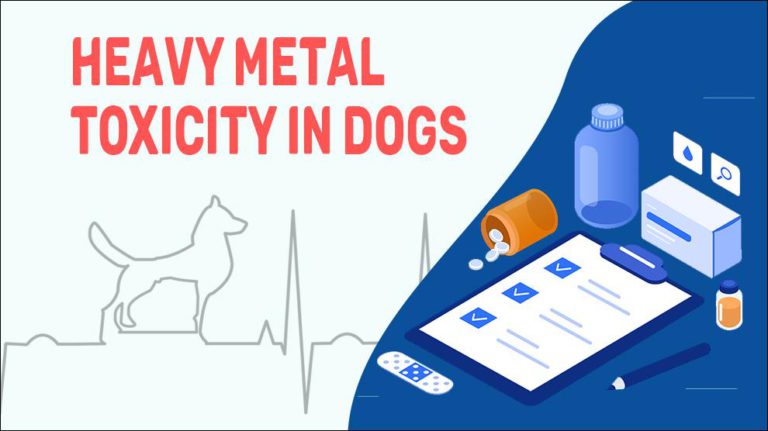 Heavy Metal Toxicity In Dogs - Petmoo
