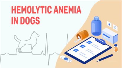 Hemolytic Anemia In Dogs - Symptoms, Causes & Treatment - Petmoo
