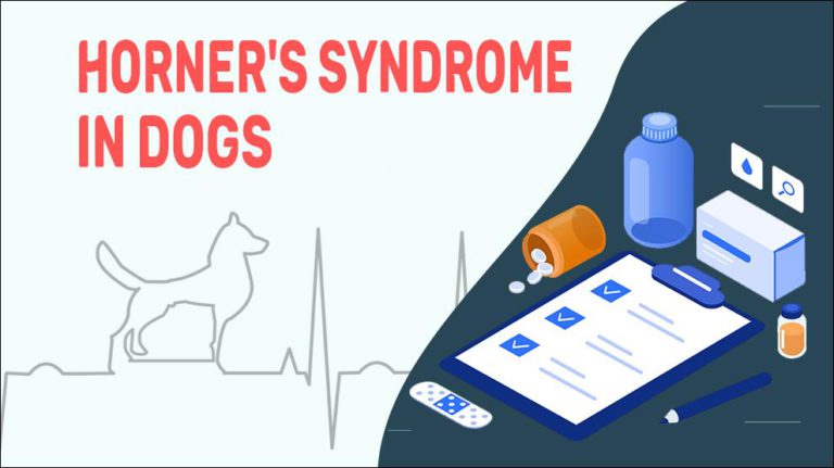 Horner's Syndrome In Dogs - Causes & Treatments - Petmoo