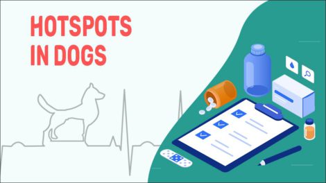 Hotspots In Dogs - Causes, Symptoms & Treatment - Petmoo