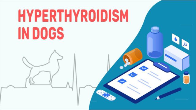 Hyperthyroidism In Dogs - Symptoms, Diagnosis, & Treatment - Petmoo