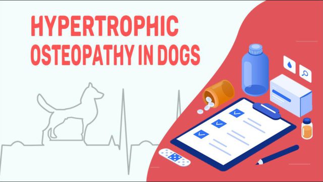 Hypertrophic Osteopathy In Dogs - Petmoo