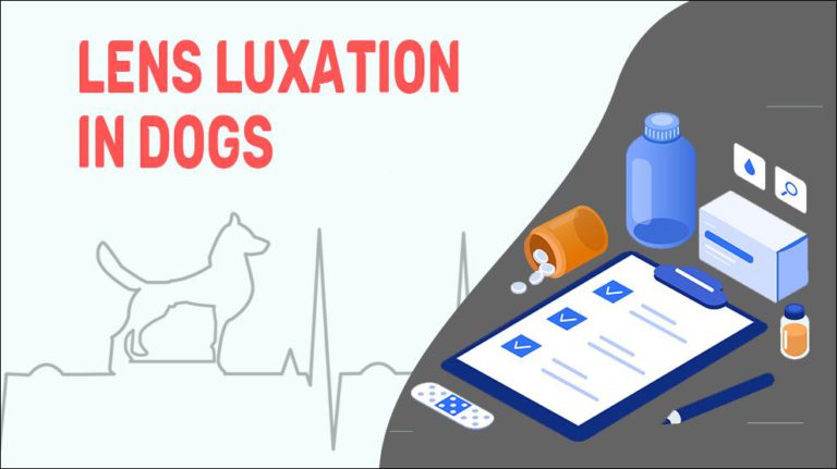 Lens Luxation In Dogs - Petmoo