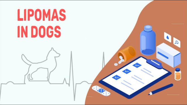 Lipomas In Dogs - Symptoms, Treatment, & Prevention - Petmoo