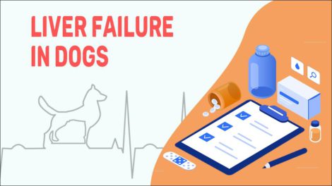 Liver Failure In Dogs - Symptoms & Causes - Petmoo