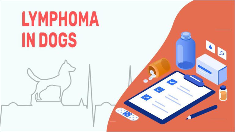 Lymphoma In Dogs - Symptoms, Diagnosis, & Treatment - Petmoo