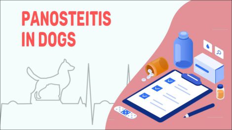 Panosteitis In Dogs: Symptoms, Causes, & Treatments - Petmoo