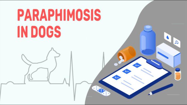 Paraphimosis In Dogs - Causes, Symptoms & Treatment - Petmoo