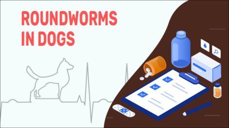 Roundworms In Dogs - Diagnosis, Treatment, & Prevention - Petmoo