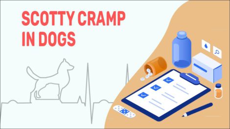 Scotty Cramp In Dogs - Symptoms & Treatment - Petmoo