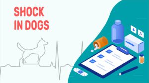 Shock In Dogs - Causes & Types - Petmoo