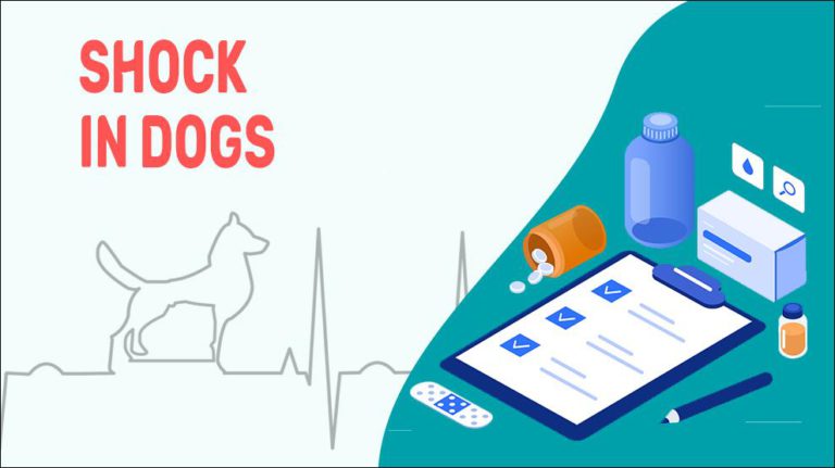 Shock In Dogs - Causes & Types - Petmoo