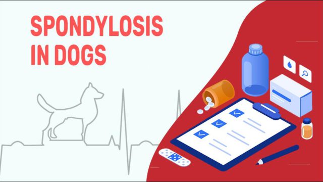 Spondylosis In Dogs - Causes & Treatment - Petmoo