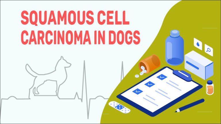 Squamous Cell Carcinoma In Dogs - Petmoo