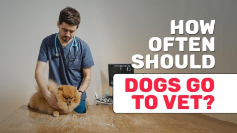 How Often Should Dogs Go To The Vet? - Petmoo