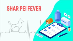 Shar Pei Fever - Causes, Symptoms & Treatment - Petmoo