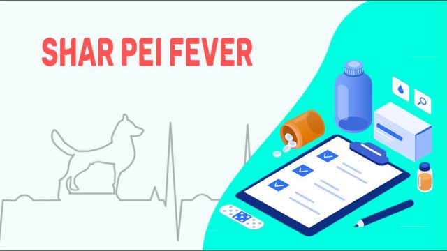 Shar Pei Fever - Causes, Symptoms & Treatment - Petmoo