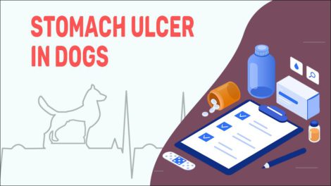 Stomach Ulcer In Dogs - Causes, Symptoms & Treatment - Petmoo