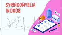 Syringomyelia In Dogs - Symptoms, Diagnosis & Treatment - Petmoo