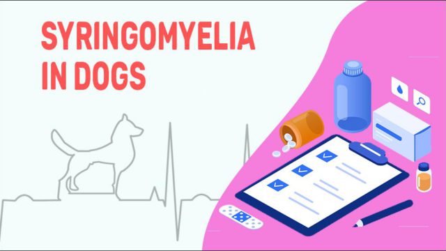 Syringomyelia In Dogs - Symptoms, Diagnosis & Treatment - Petmoo
