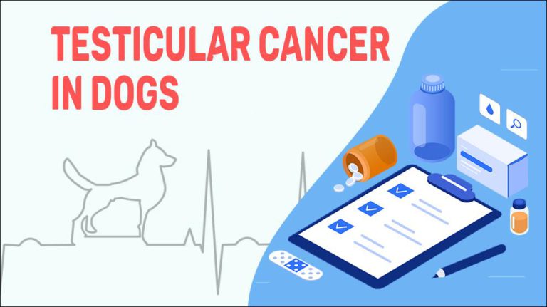 Testicular Cancer In Dogs - Petmoo