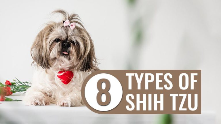 8 Types Of Shih Tzu You Need To Know! - Petmoo