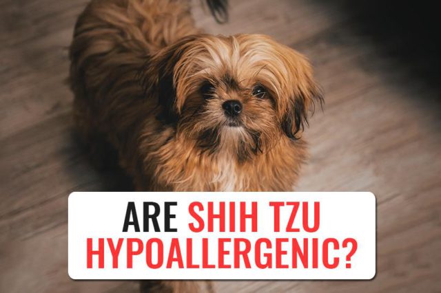 8 Types Of Shih Tzu You Need To Know! - Petmoo