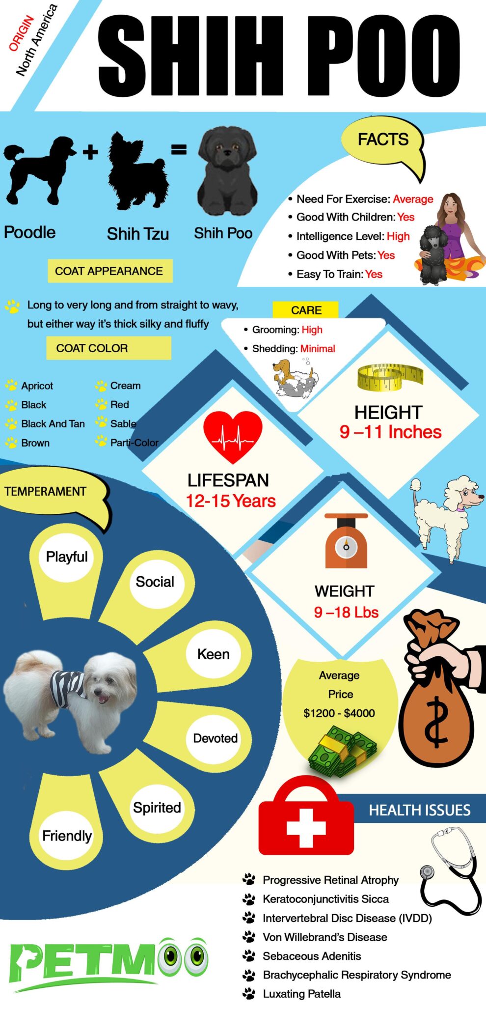 Shih Poo - Shih Tzu Poodle Mix Dog Breed Information & Personality - Petmoo