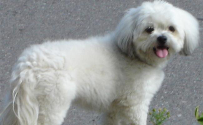 Shih Poo - Shih Tzu Poodle Mix Dog Breed Information & Personality - Petmoo