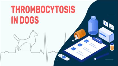 Thrombocytosis In Dogs - Symptoms, Causes & Types - Petmoo