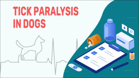 Tick Paralysis In Dogs - Symptoms, Prevention & Treatment - Petmoo