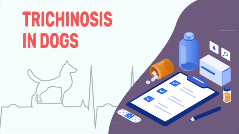 Trichinosis In Dogs - Symptoms & Causes - Petmoo