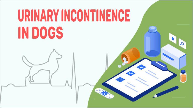 Urinary Incontinence In Dogs - Causes & Treatment - Petmoo