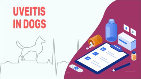 Uveitis In Dogs - Cause, Symptoms, & Treatment - Petmoo