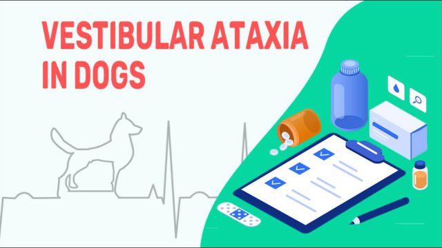 Vestibular Ataxia In Dogs - Symptoms & Treatment - Petmoo