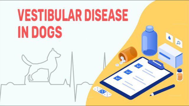Vestibular Disease In Dogs - Symptoms & Treatment - Petmoo