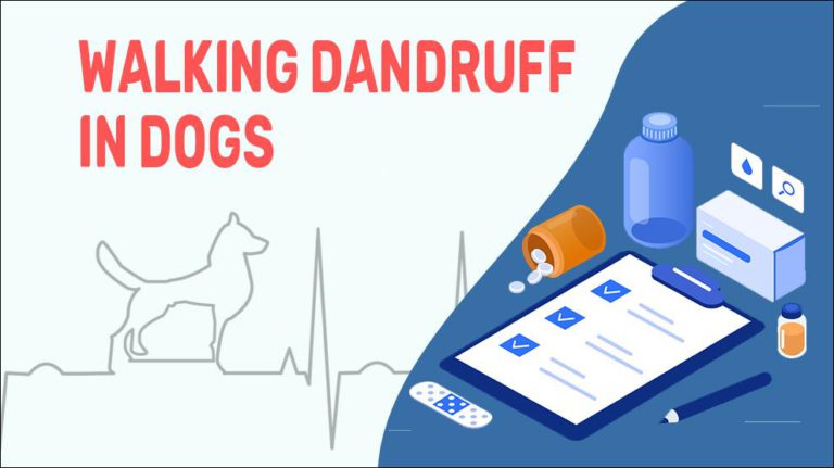 Walking Dandruff In Dogs - Causes, Symptoms, & Treatment - Petmoo