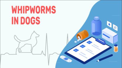 Whipworms In Dogs - Diagnosis, Treatment, & Prevention - Petmoo