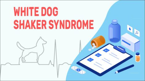 White Dog Shaker Syndrome - Causes & Treatments - Petmoo