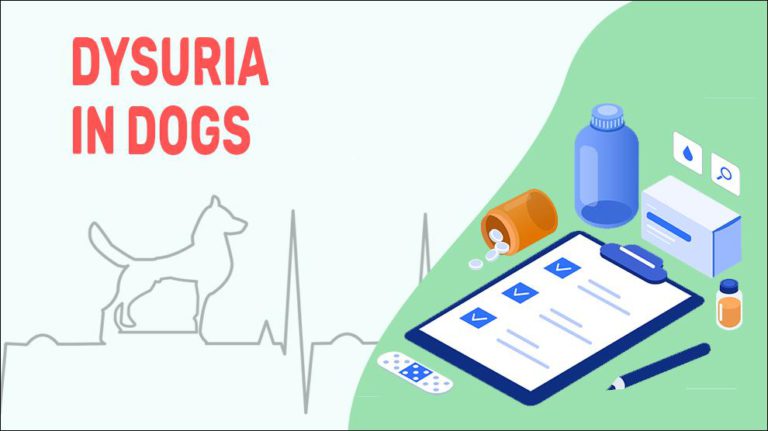 Dysuria In Dogs - Causes & Treatments - Petmoo