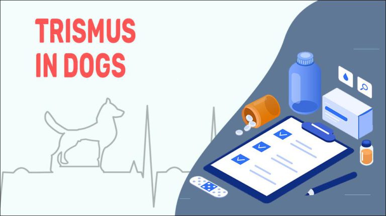 Trismus In Dogs - Signs, Causes, Diagnosis & Treatments For Lockjaw ...