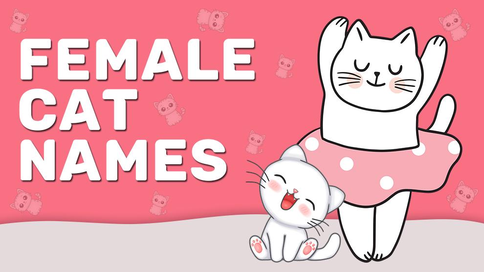 250 Best Female Cat Names For Your Kitty With Meanings Petmoo