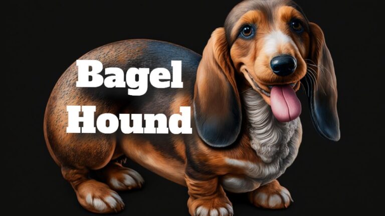 Bagel Hound: Smell Bound Loyal Companion - Petmoo