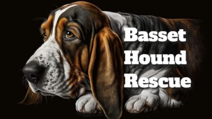 Basset Hound Rescue: Giving a Second Chance to our Four-legged Friends ...