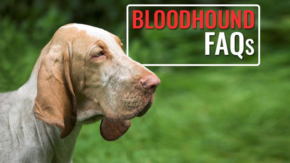 Bloodhound Dog Breed Information And Personality Traits - Petmoo