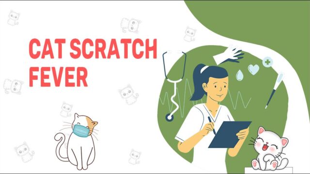 Cat Scratch Fever - Causes, Symptoms, And Treatment - Petmoo