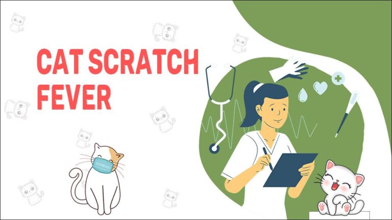 Cat Scratch Fever - Causes, Symptoms, And Treatment - Petmoo