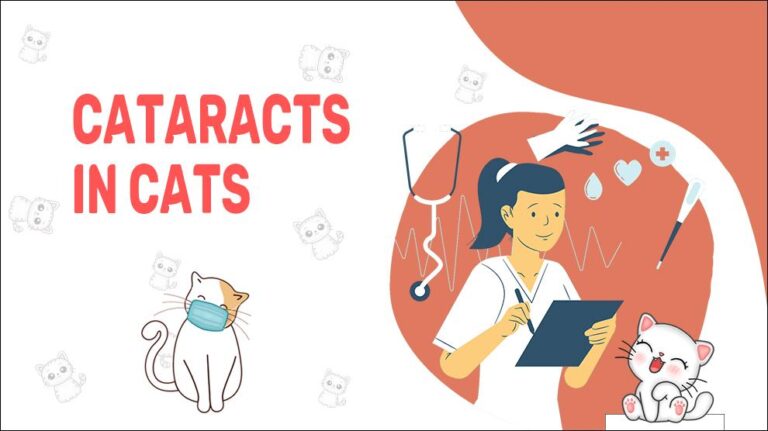 Cataracts In Cats - Symptoms, Causes, And Treatments - Petmoo